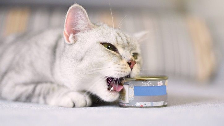 A vet’s top five tips for feeding a cat properly | PetsRadar