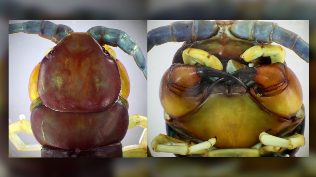 Newfound species of amphibious giant centipede named for woman cursed ...