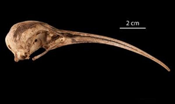 Fossil Feathers Paint New Image of Hawaiian Ibis | Live Science