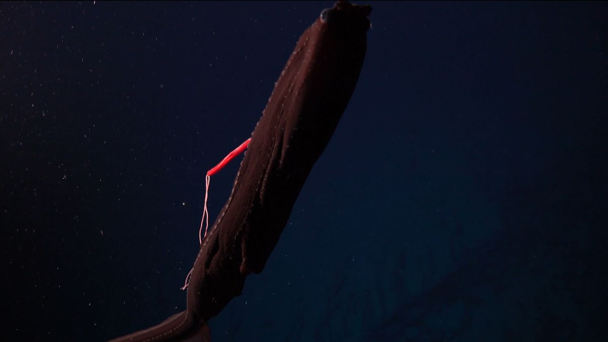 Watch bright red blood-sucking parasite feast on gulper eel in rare ...