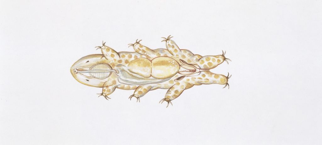 What are tardigrades and why are they nearly indestructible? | Live Science