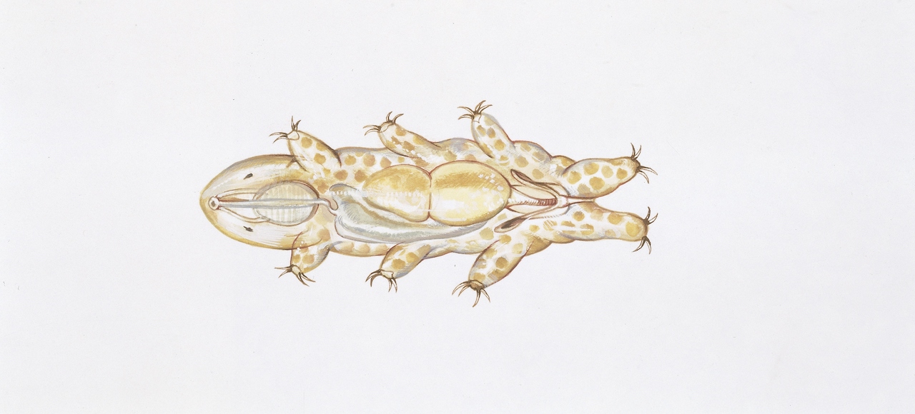 What are tardigrades and why are they nearly indestructible? | Live Science