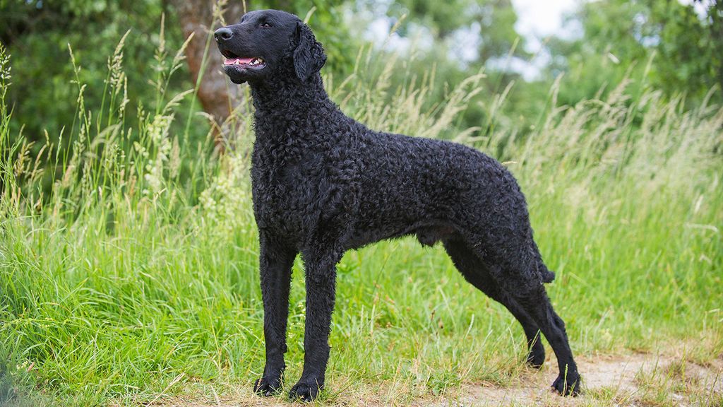 6 types of retriever breeds and what they all do | PetsRadar