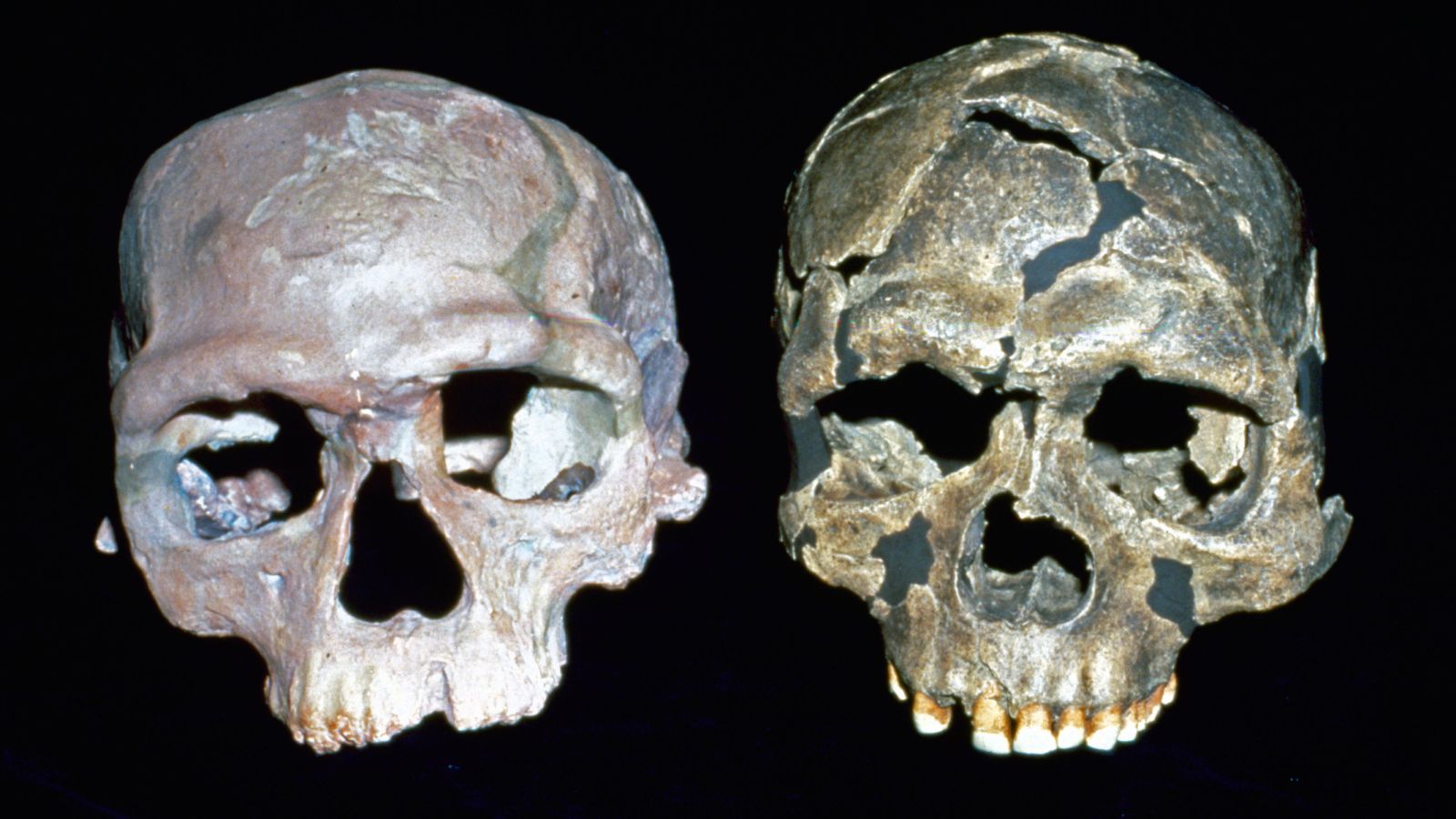 Human evolution quiz: What do you know about Homo sapiens? | Live Science