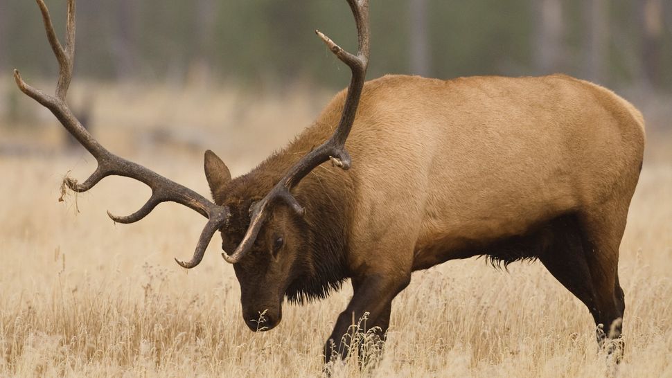 Watch clueless tourist tumble-over-heels after antagonizing elk during ...