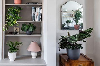 An expert on the best color pots for indoor plants | Livingetc