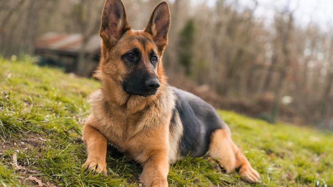 32 of the best outdoor dogs | PetsRadar