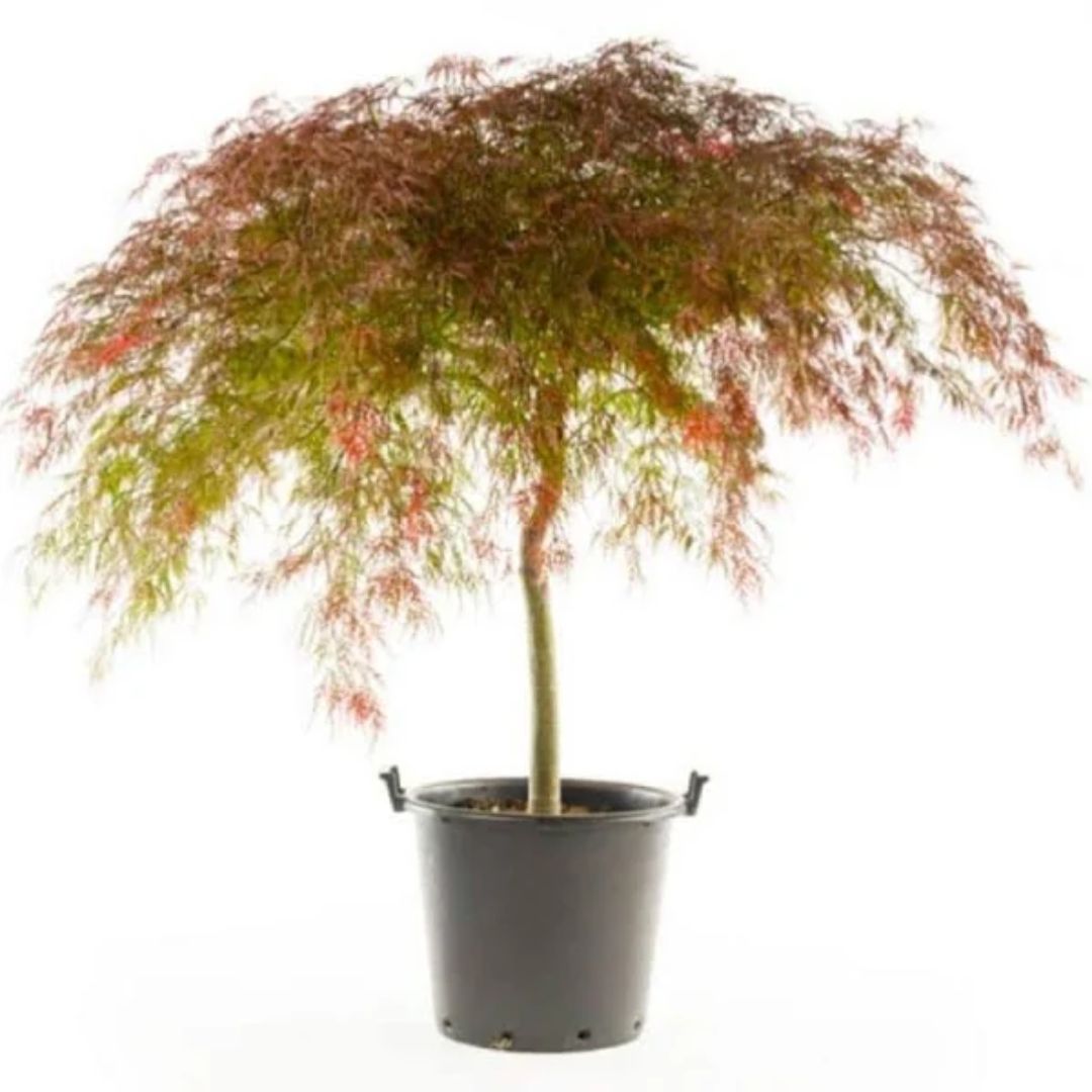 Best Shrubs For Containers — 6 Plants That Experts Recommend | Livingetc