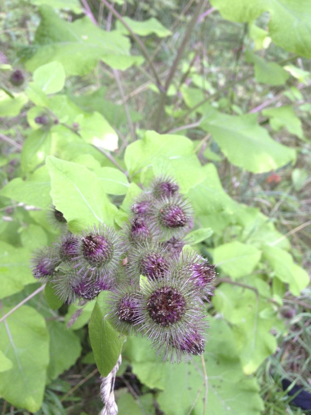 How To Kill Burdock In Lawns And Gardens | Gardening Know How