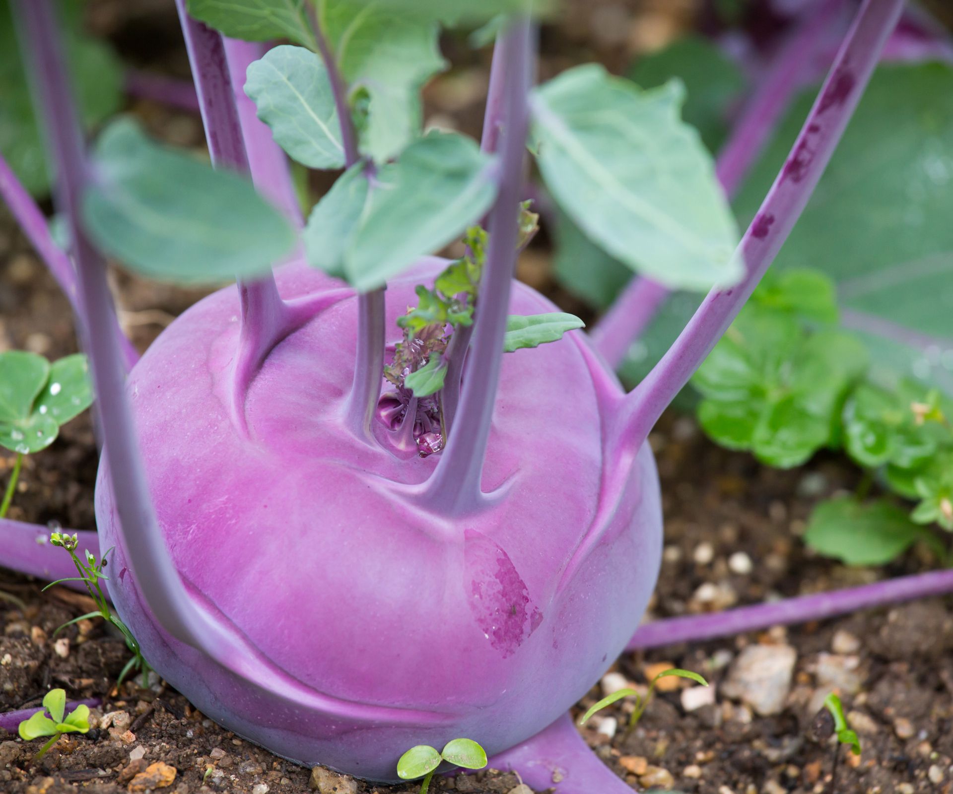 How to grow kohlrabi: expert tips on growing turnip cabbage | Homes and ...
