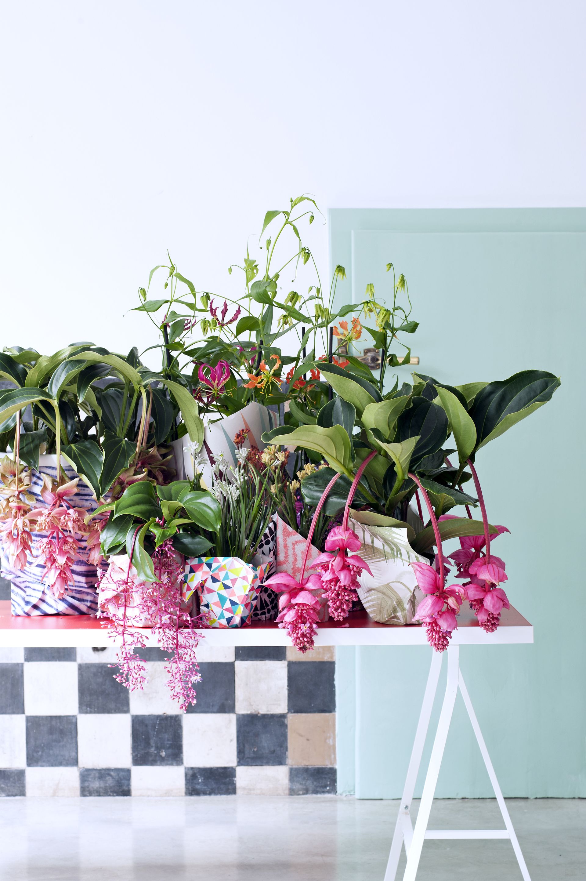 Perfect pink houseplants to add a pop of color to your home | Livingetc
