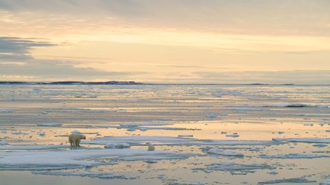 'Pizzly' bear hybrids are spreading across the Arctic thanks to climate ...