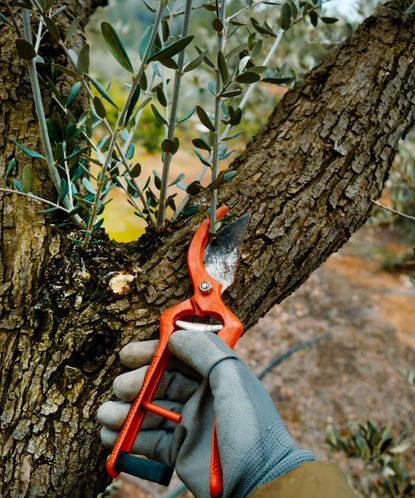 How to propagate olive trees: experts explain | Homes and Gardens