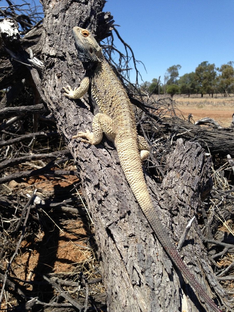 Photos: Gorgeous Bearded Dragons Show Off | Live Science