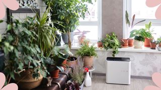 How to remove ivy from a house | Ideal Home