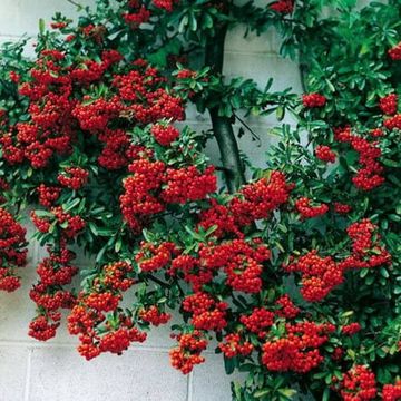 7 of the Best Trees to Espalier — and How to Grow Them | Livingetc