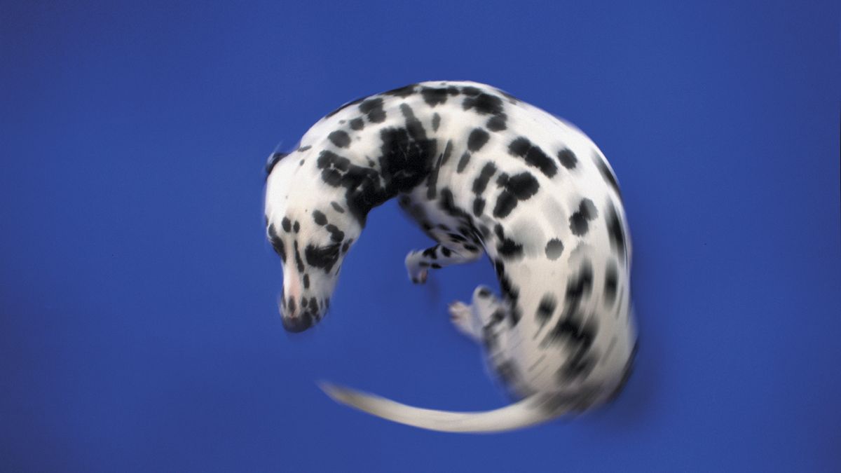 32 funny things dogs do | PetsRadar
