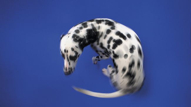 32 funny things dogs do | PetsRadar