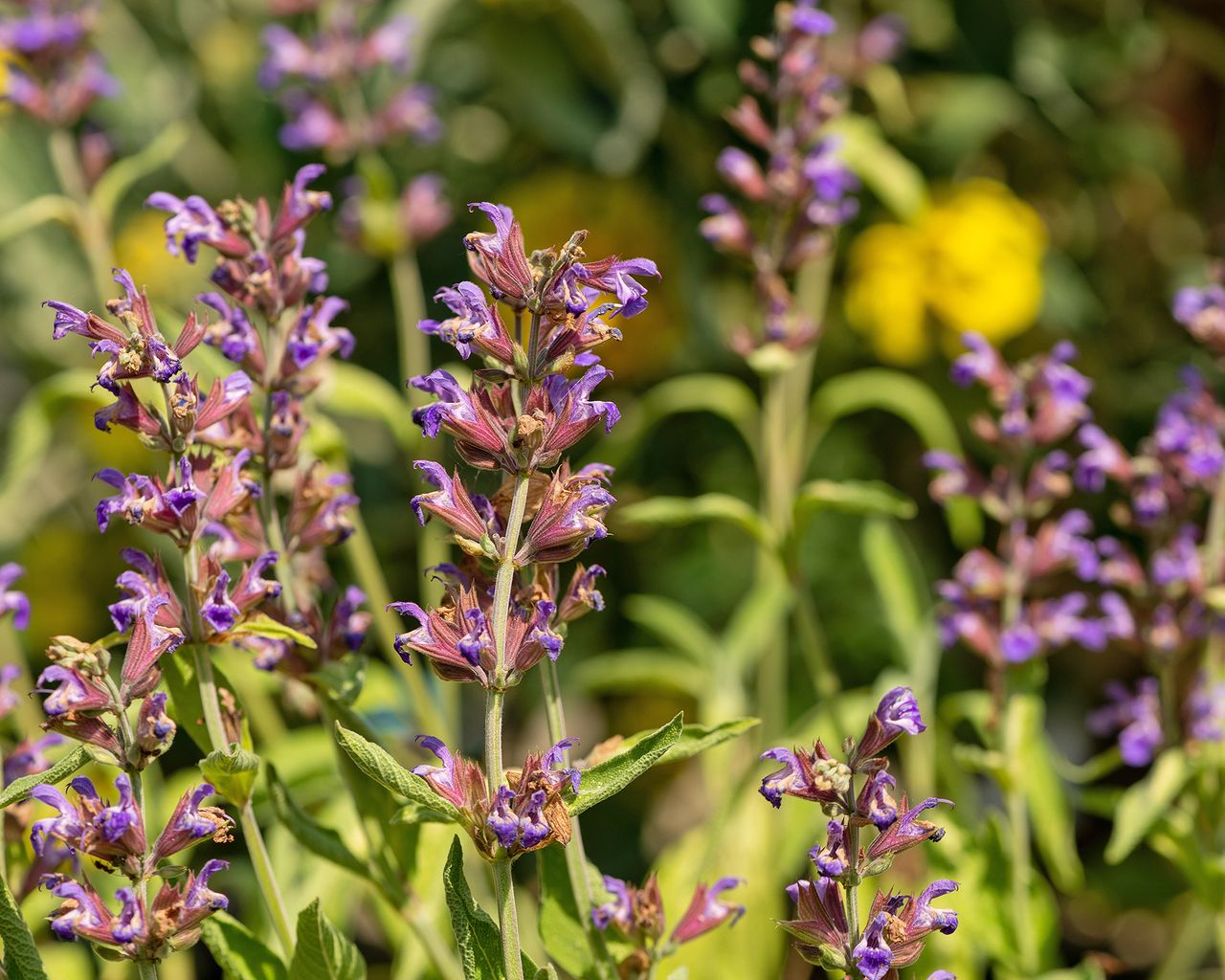 8 Beautiful Herbs That Belong In Flowerbeds | Gardening Know How