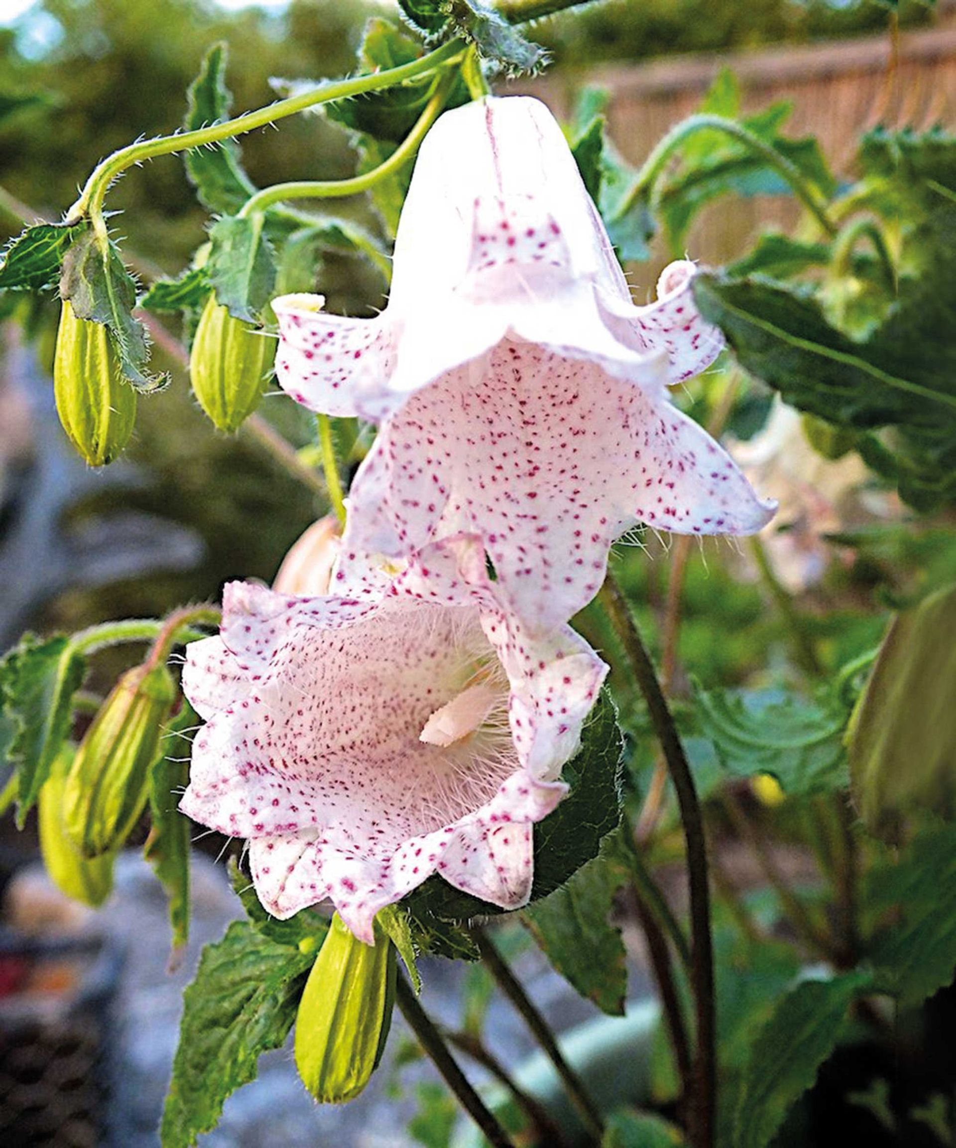 Campanula varieties: 15 top choices | Gardeningetc