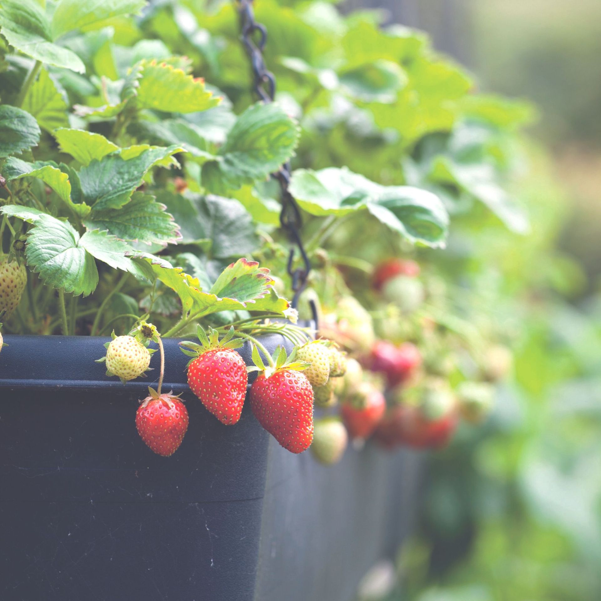 How to grow strawberries in pots – a guide to help you grow your own | Ideal Home