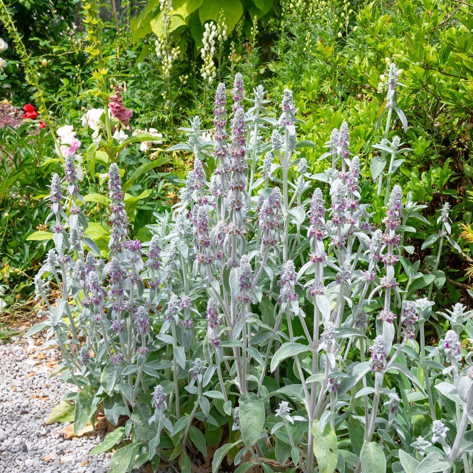 11 sensory garden plants to add to your outdoor space | Ideal Home