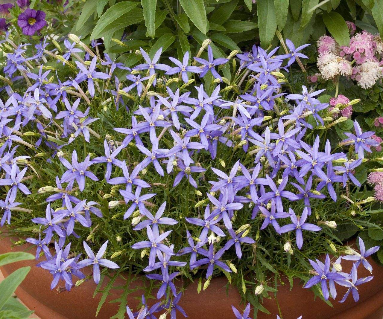 Discover some of the best flowers to sow in December | Homes and Gardens
