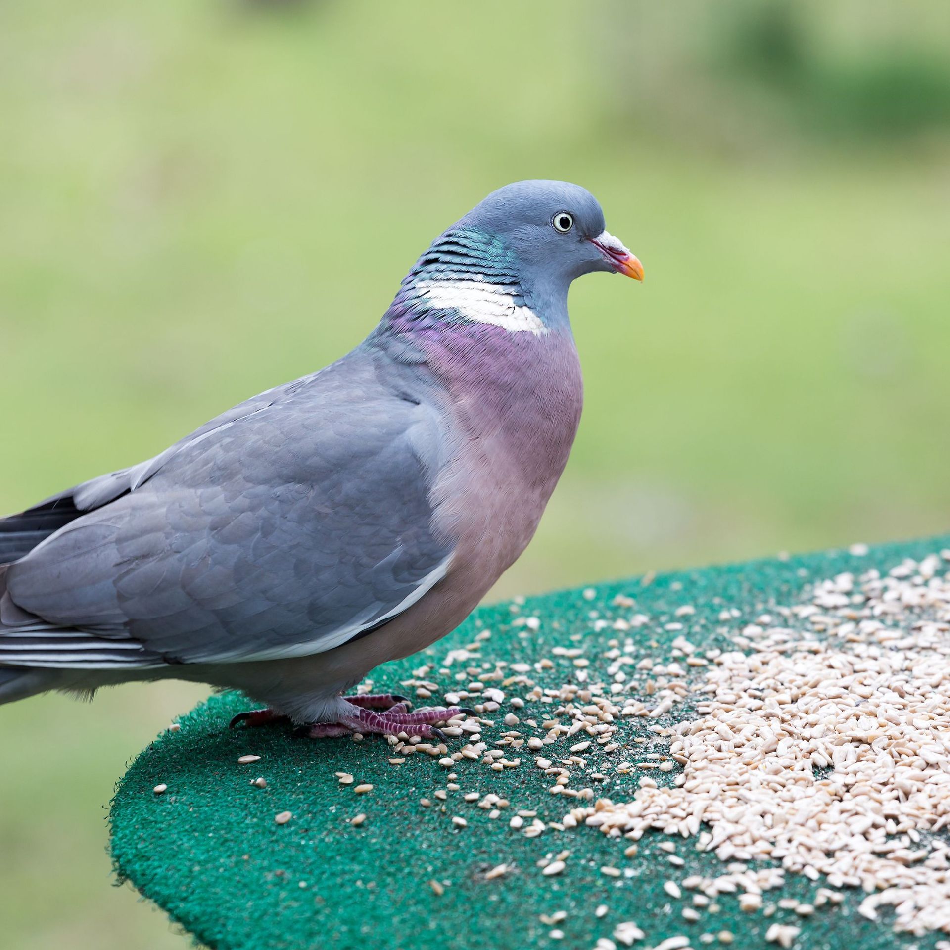 How to protect seedlings from birds – an expert guide | Ideal Home