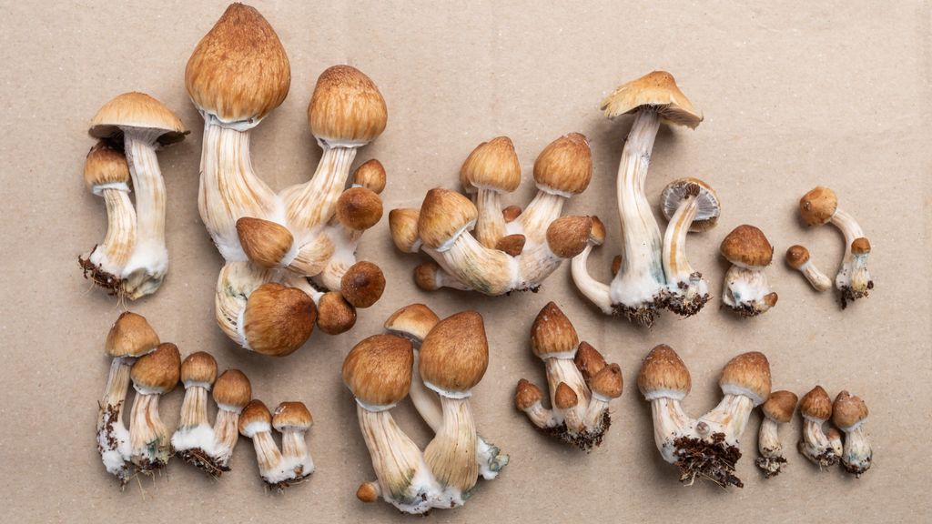 11 Odd Facts About 'Magic' Mushrooms | Live Science