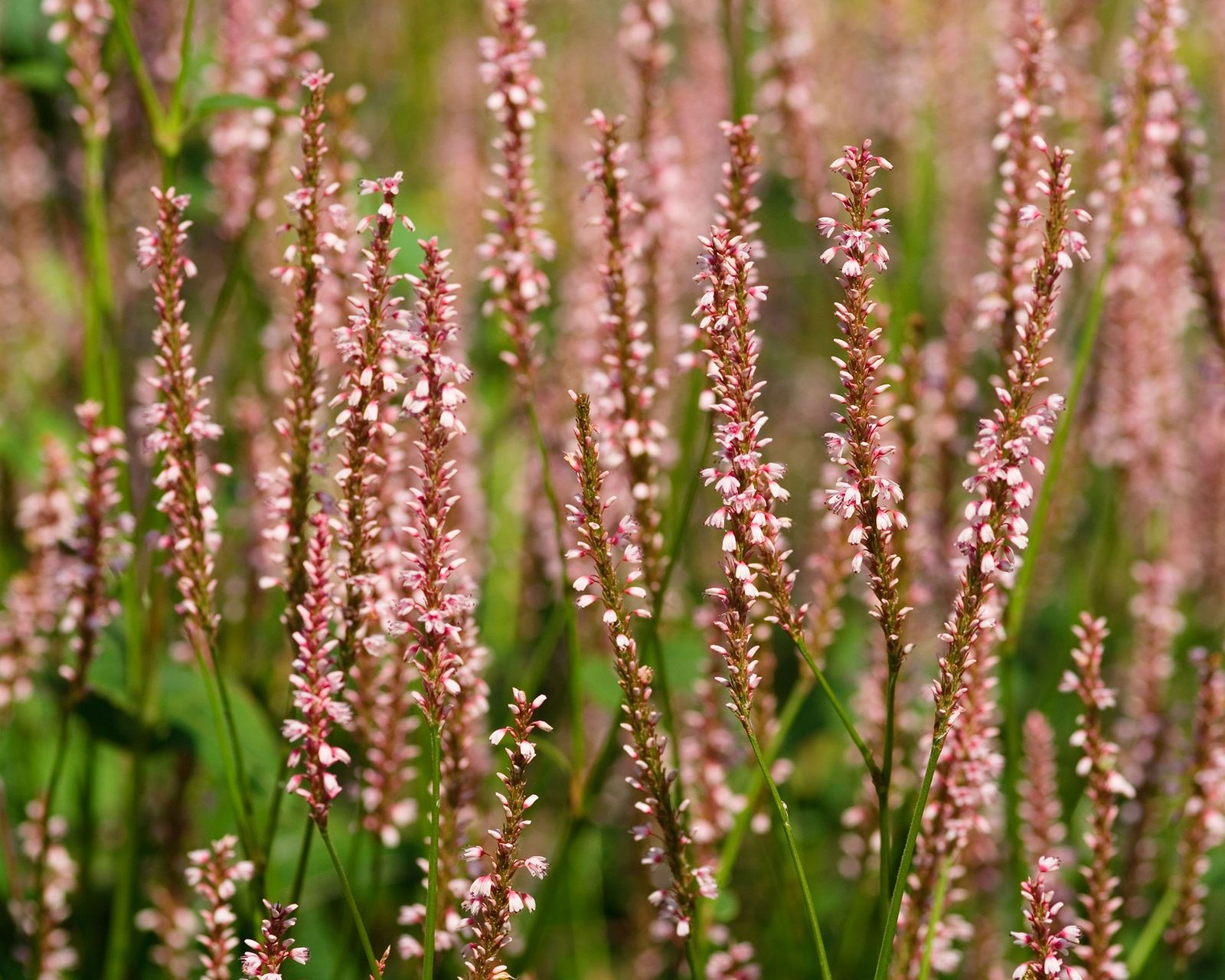 Persicaria varieties: 16 stunning varieties to grow | Gardeningetc