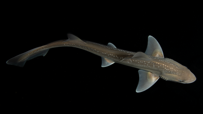 In Photos: 'Faceless' Fish Rediscovered After More Than a Century ...