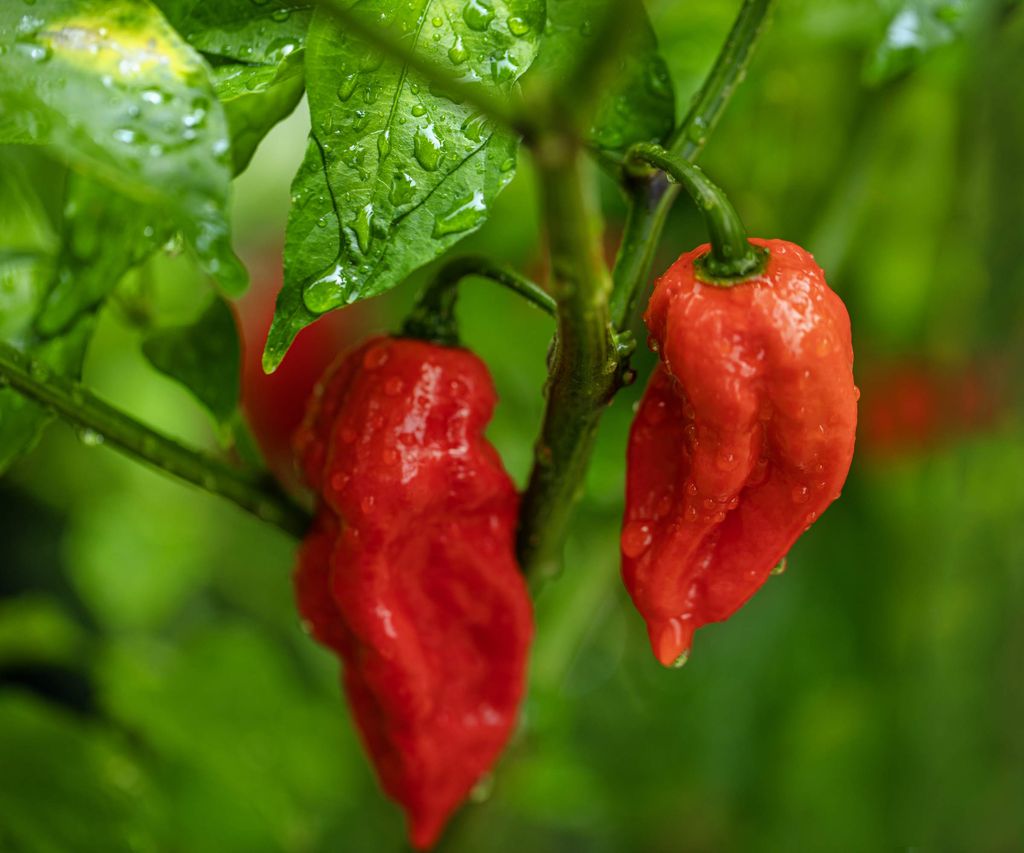 How to grow chili peppers - expert tips for healthy plants | Homes and ...