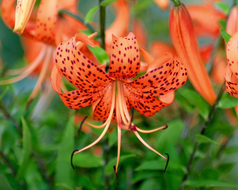 Types of lilies: 16 gorgeous varieties to choose from | Gardeningetc