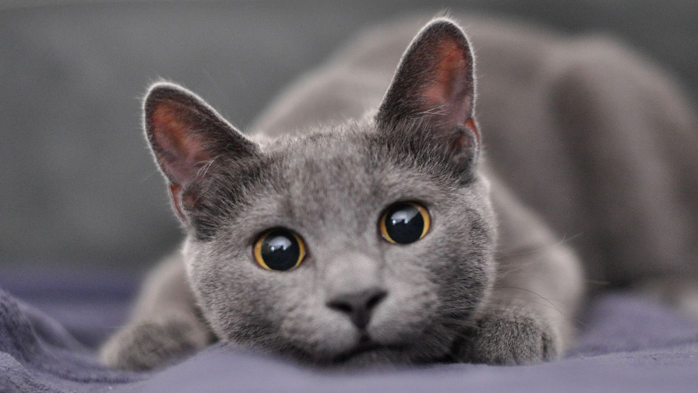 Russian Blue: Breed profile and information | PetsRadar