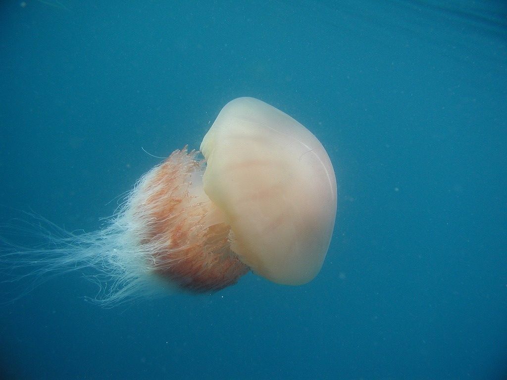 Image Gallery: Jellyfish Rule! | Live Science