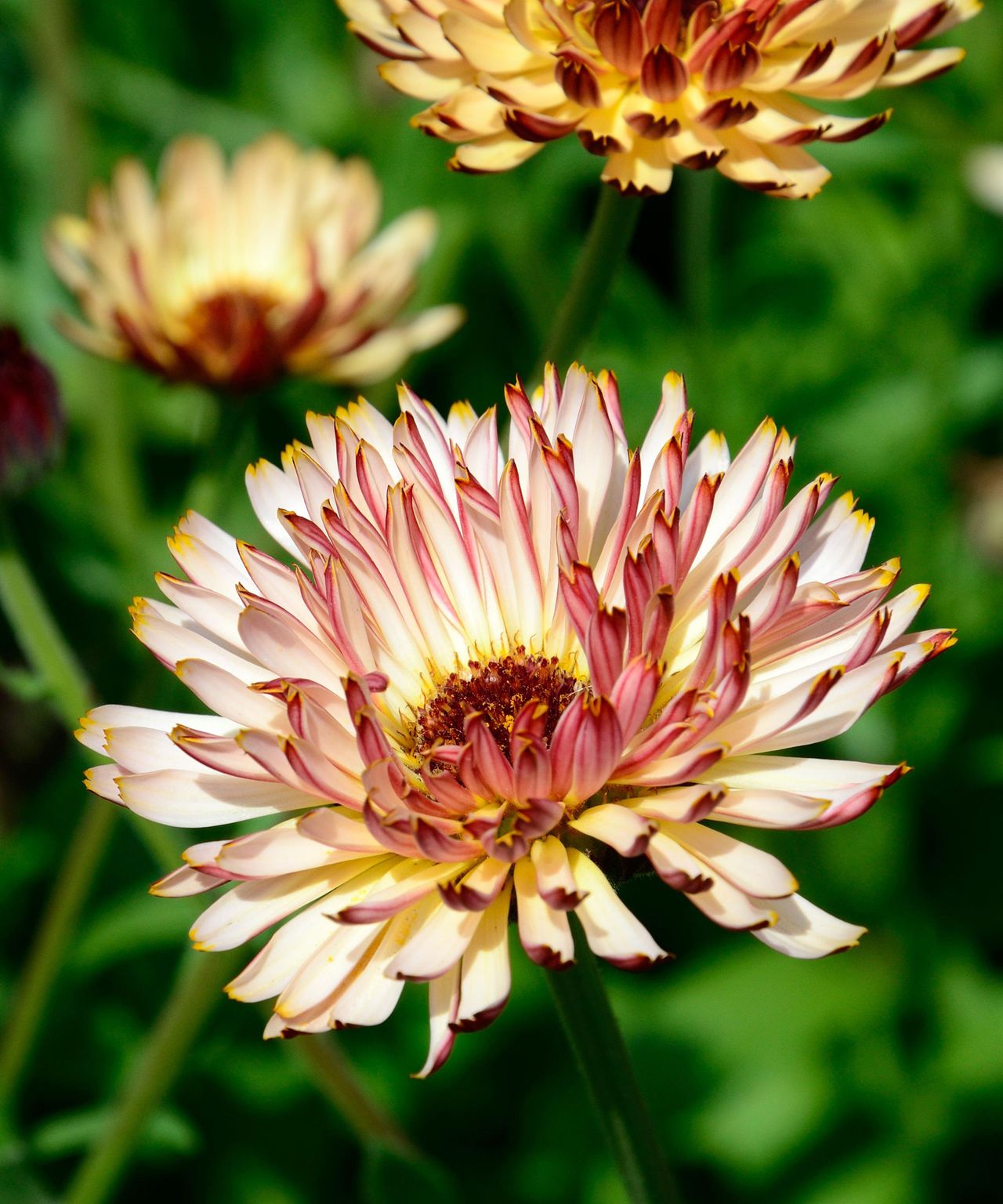 Calendula varieties: 16 pot marigolds for your garden | Homes and Gardens
