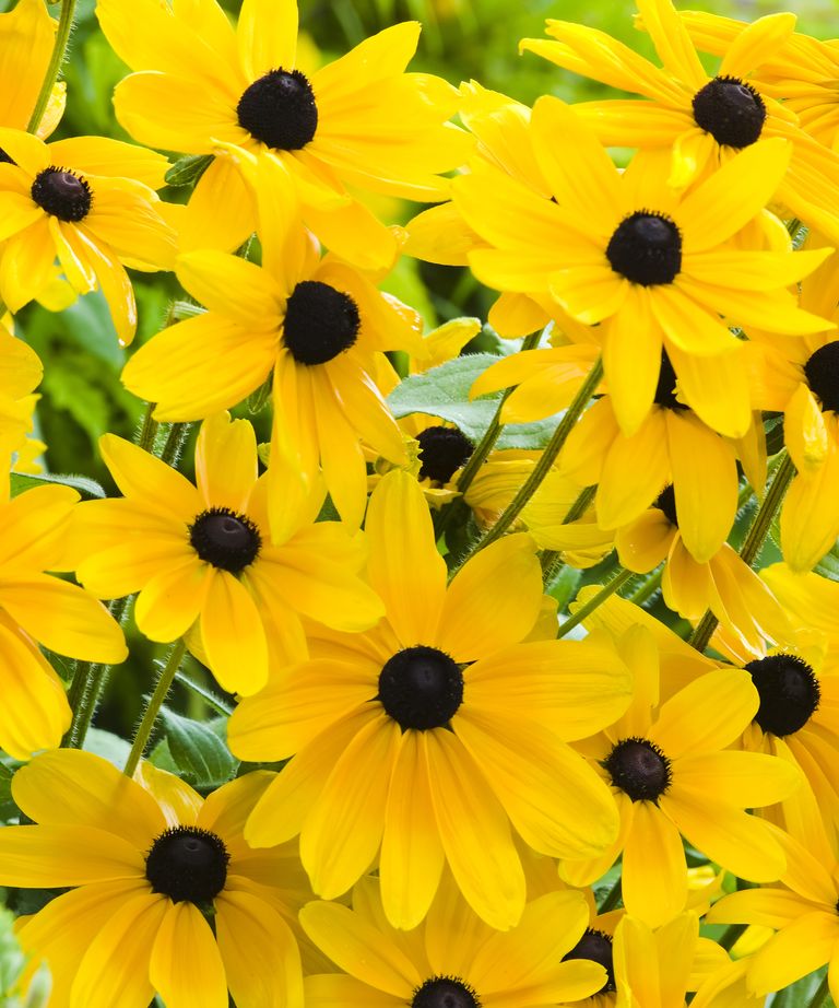 Sensational Black-Eyed Susan Varieties For Months Of Color | Gardening ...