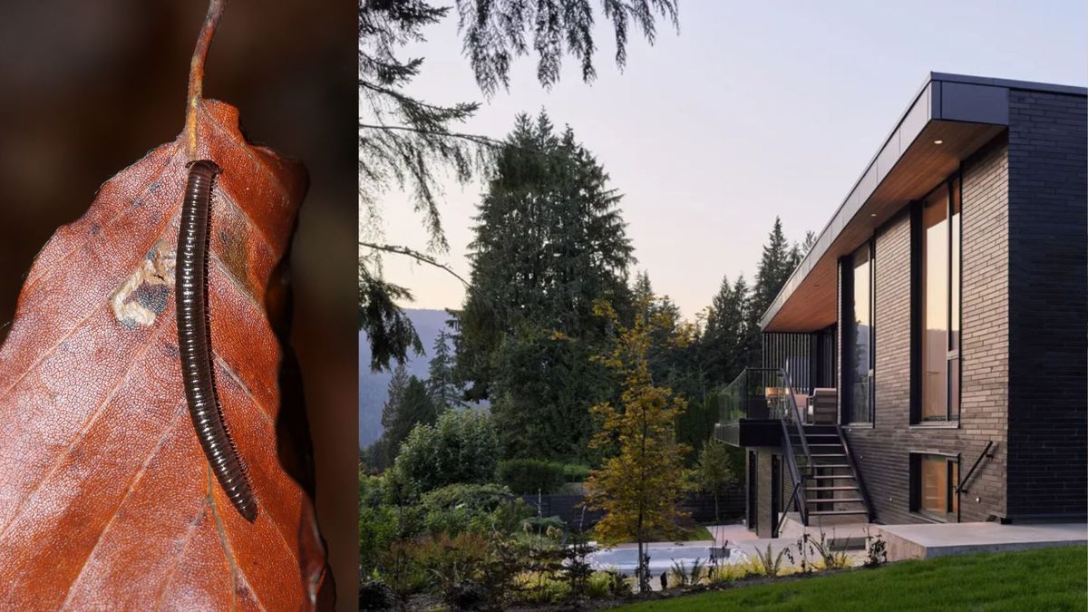 How to get rid of millipedes and keep them out of your home | Homes and ...