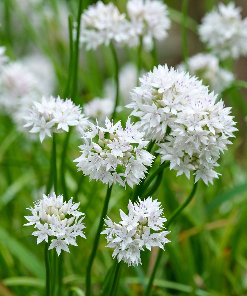 Types of alliums: 15 beautiful bulbs for your garden | Gardeningetc
