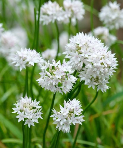 Types of alliums: 15 beautiful bulbs for your garden | Gardeningetc