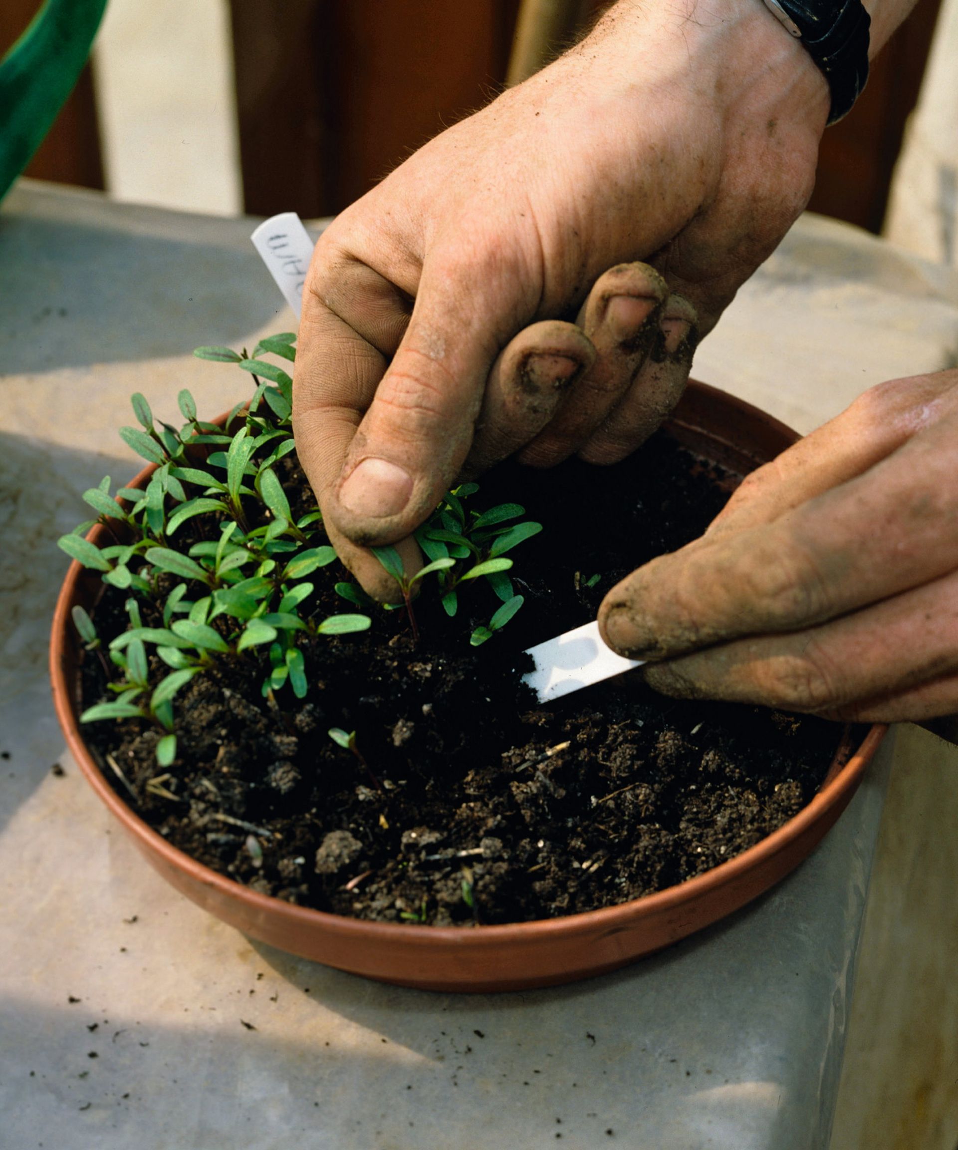 How to separate seedlings without damaging them | Homes and Gardens
