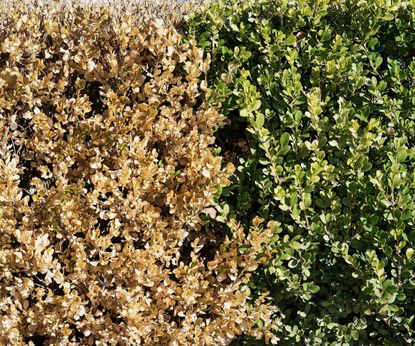 What is winter burn and how can you prevent it? | Homes and Gardens