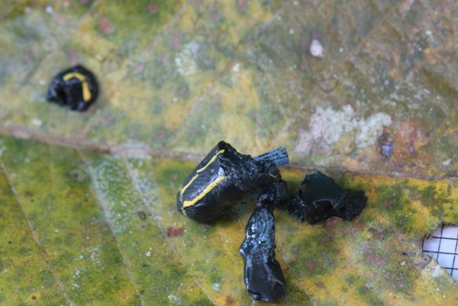 Frog Fake-Out: Gallery of Real & Decoy Amphibians | Live Science