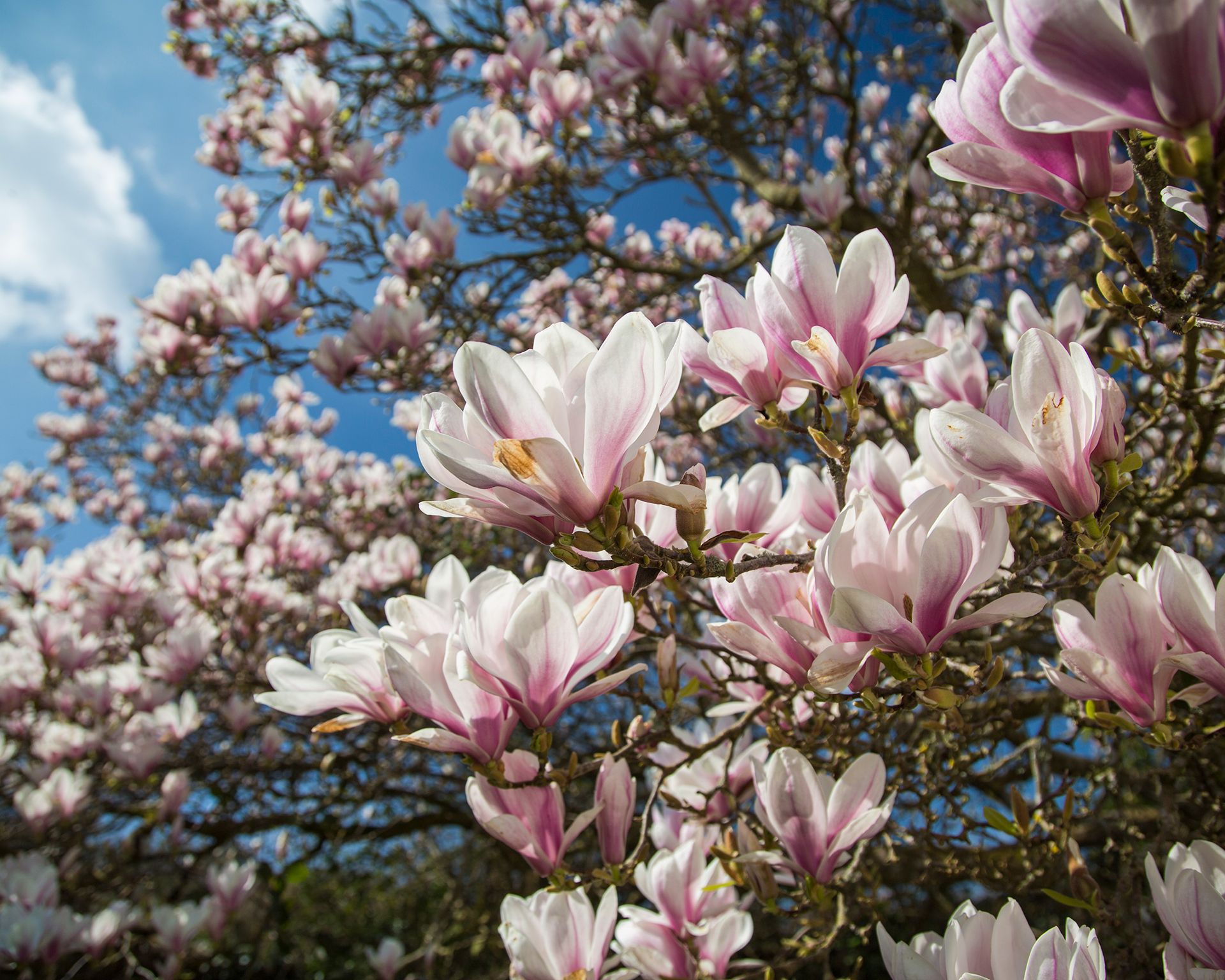 Best low maintenance trees: 11 easy options for plots big and small ...