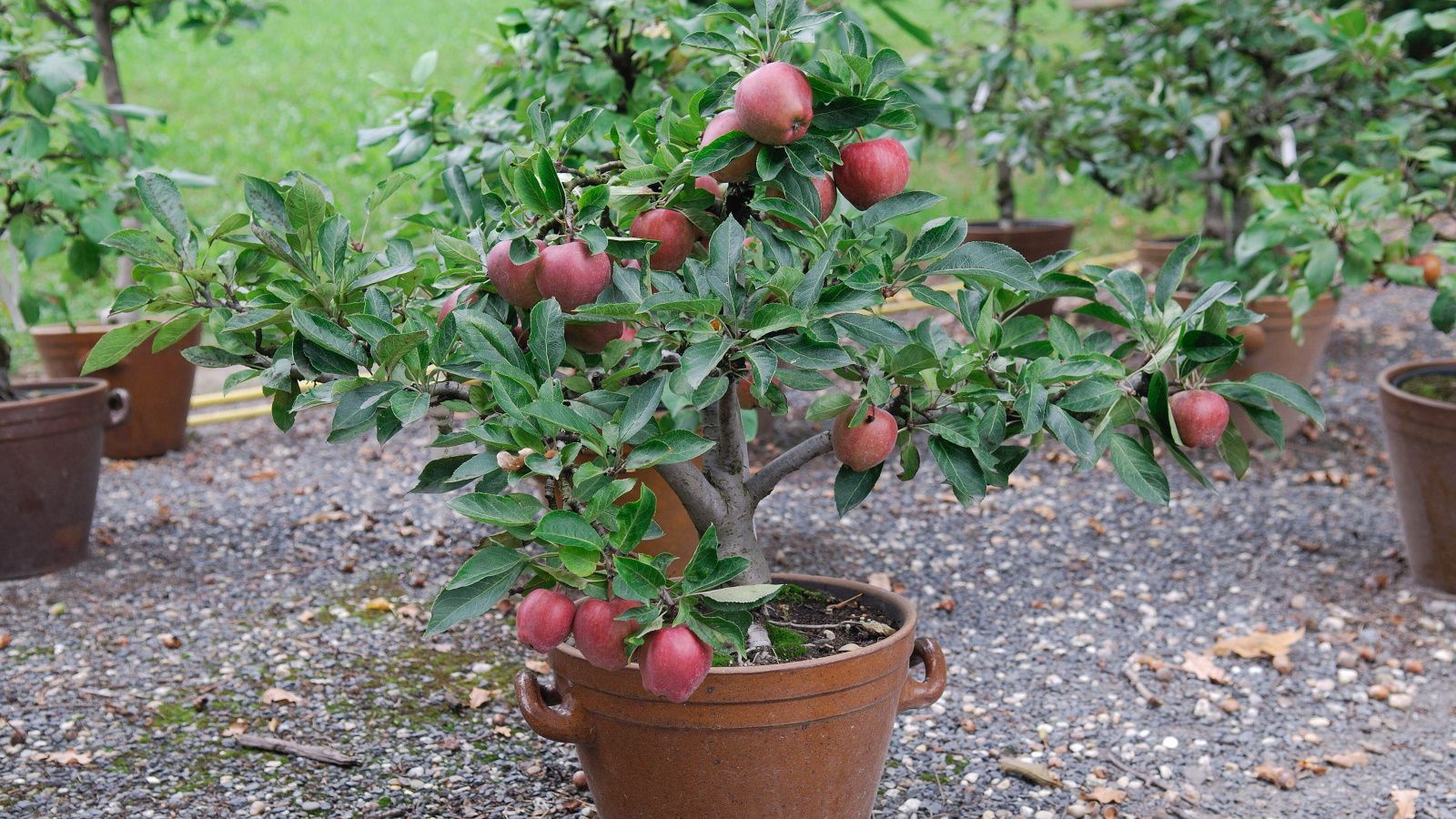 Can apple trees grow in pots? Experts reveal all