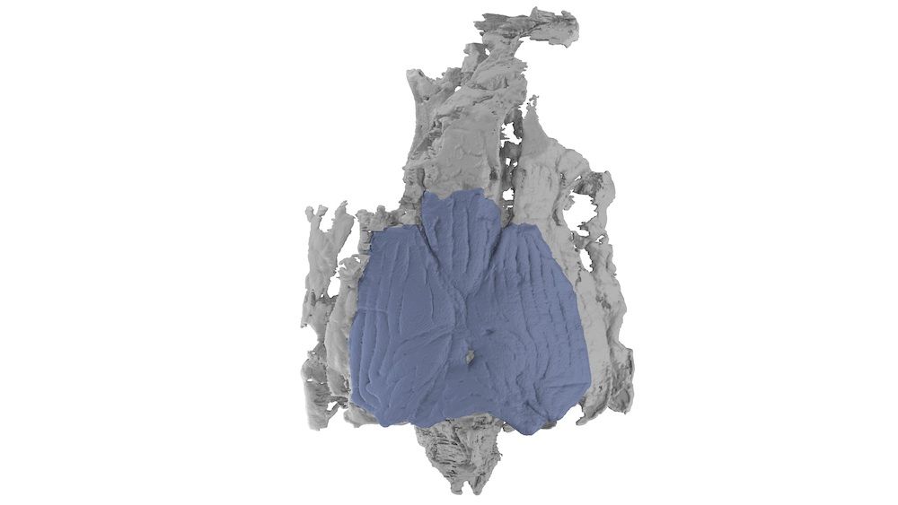 In Photos: Ancient Fish Skull From Siberia | Live Science