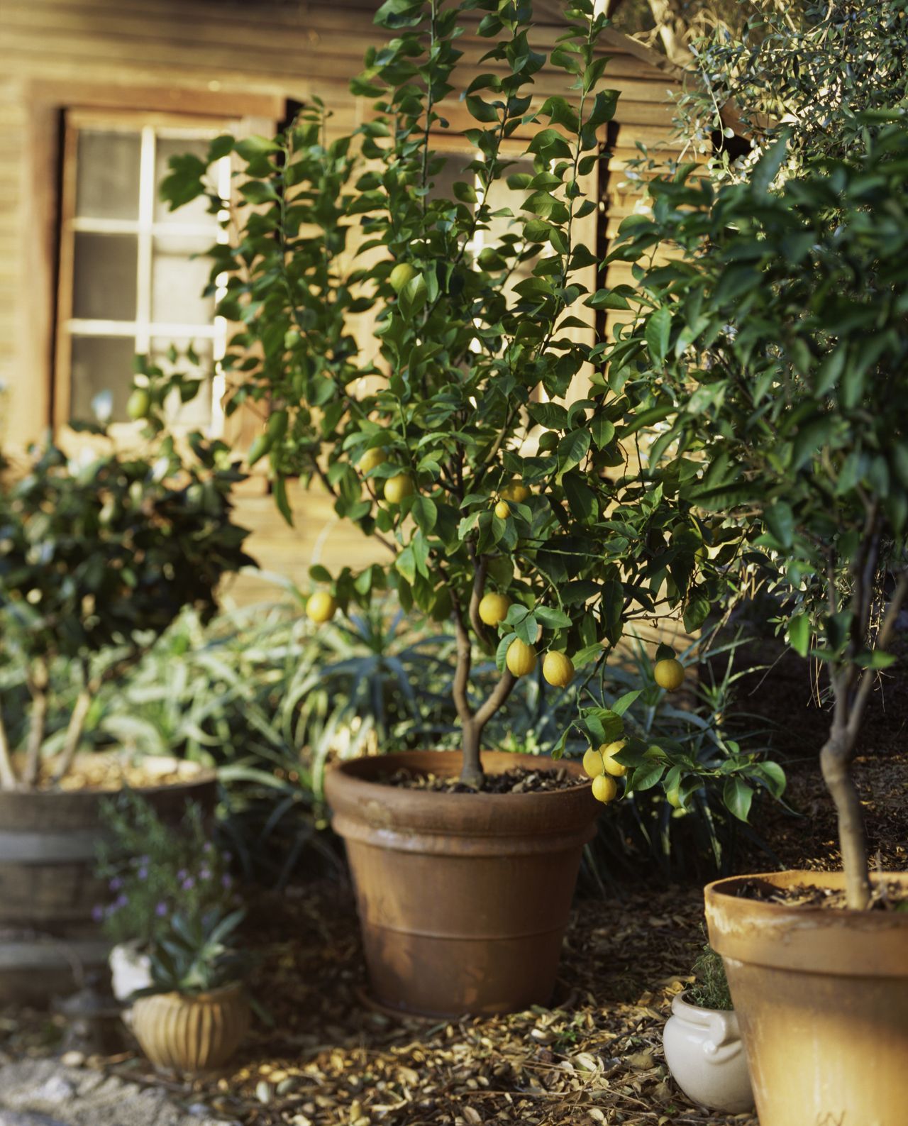 Best Trees to Grow in Pots – 10 Types To Try | Livingetc