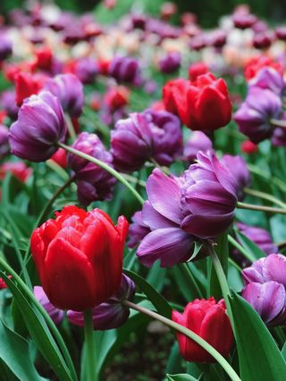 How to plant tulips: expert advice on growing stunning flowers for ...