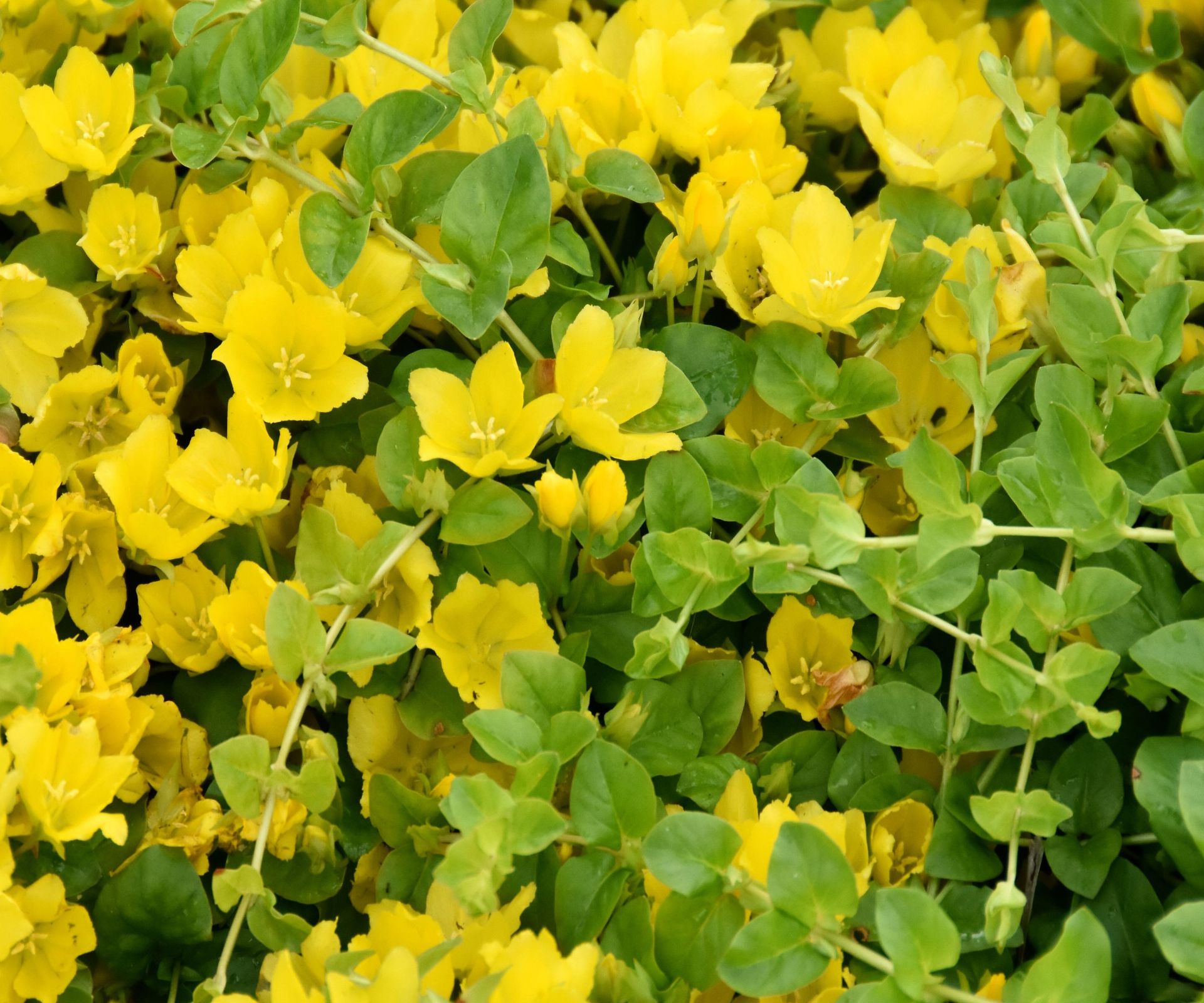 Best flood-resilient plants: experts top suggestions | Homes and Gardens