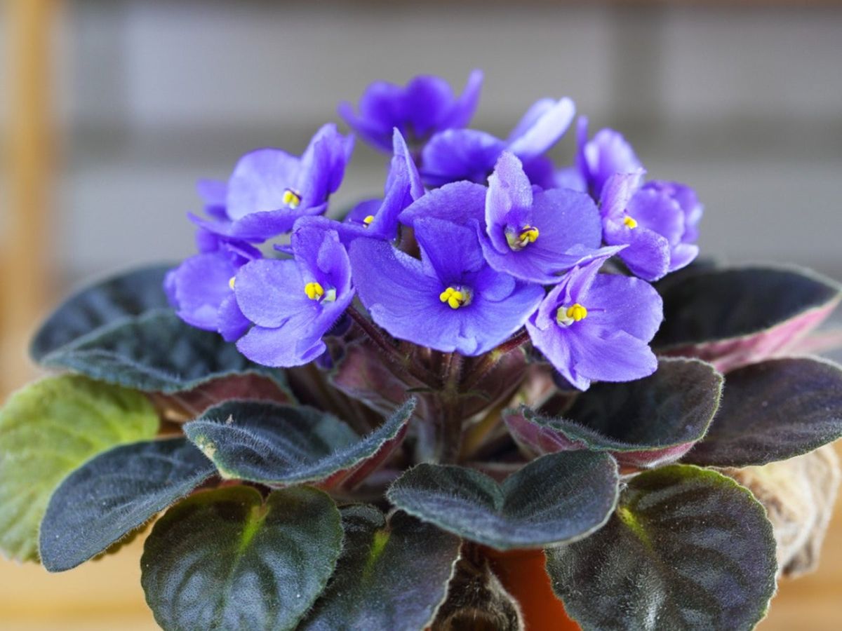 White Powder On African Violet Leaves - Treating African Violets With ...